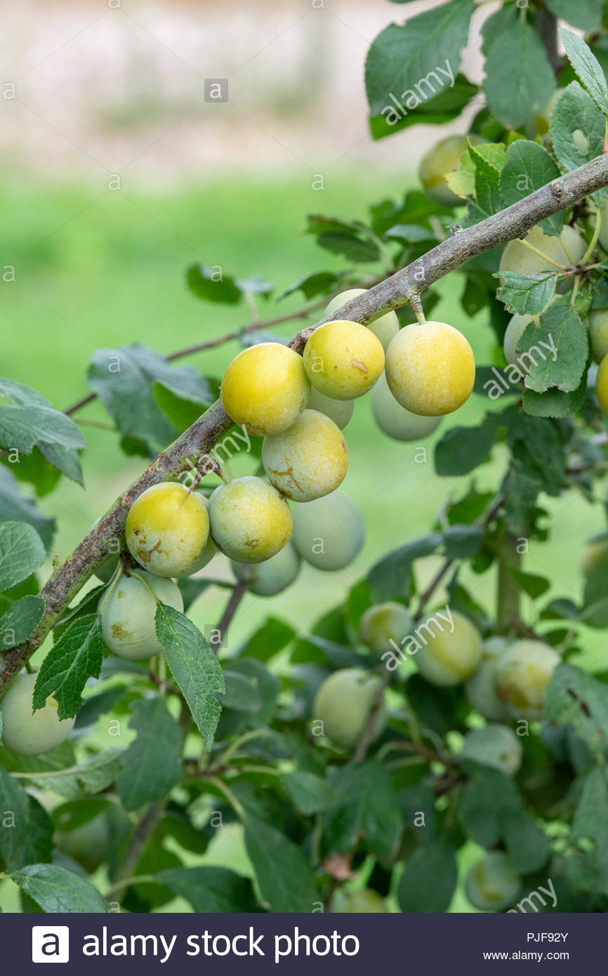 Damson Tree Stock Photos & Damson Tree Stock Images - Alamy