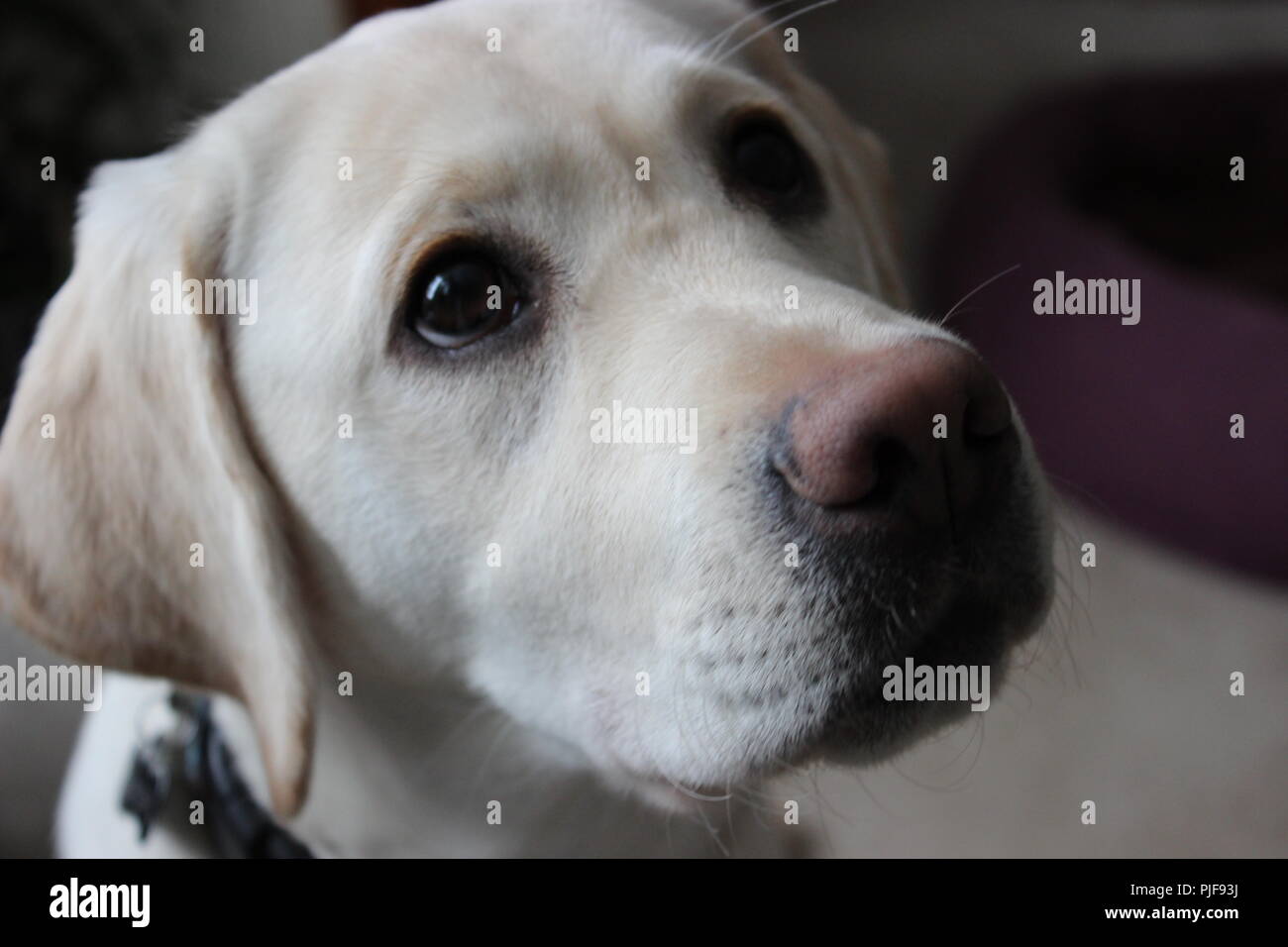 Yellow eyebrows hi-res stock photography and images - Alamy