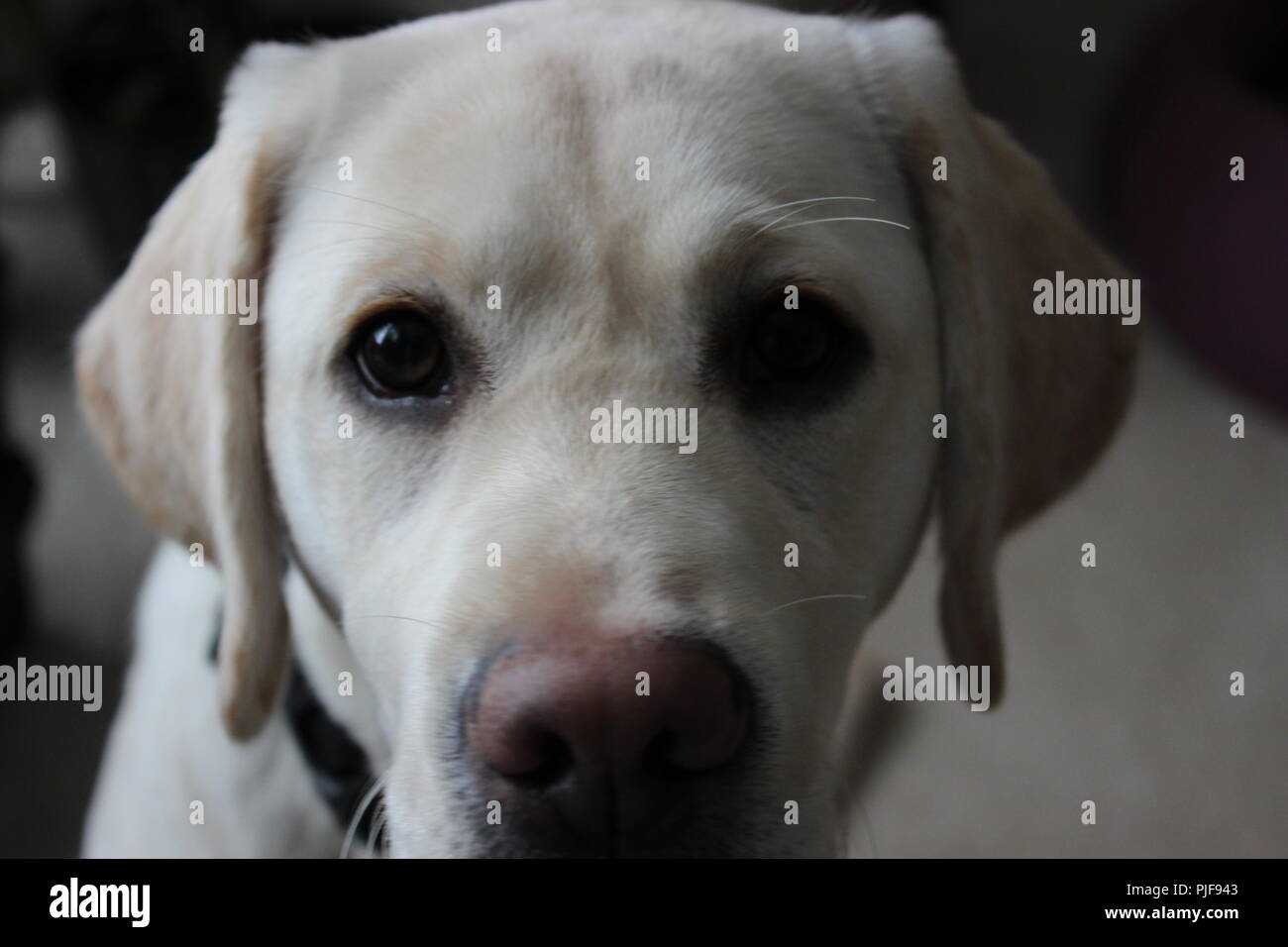 English yellow lab hi-res stock photography and images - Alamy