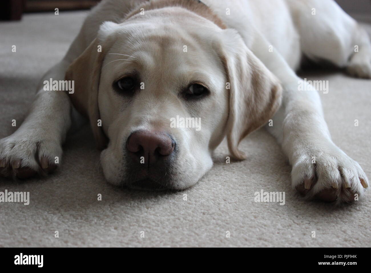 English yellow lab hi-res stock photography and images - Alamy