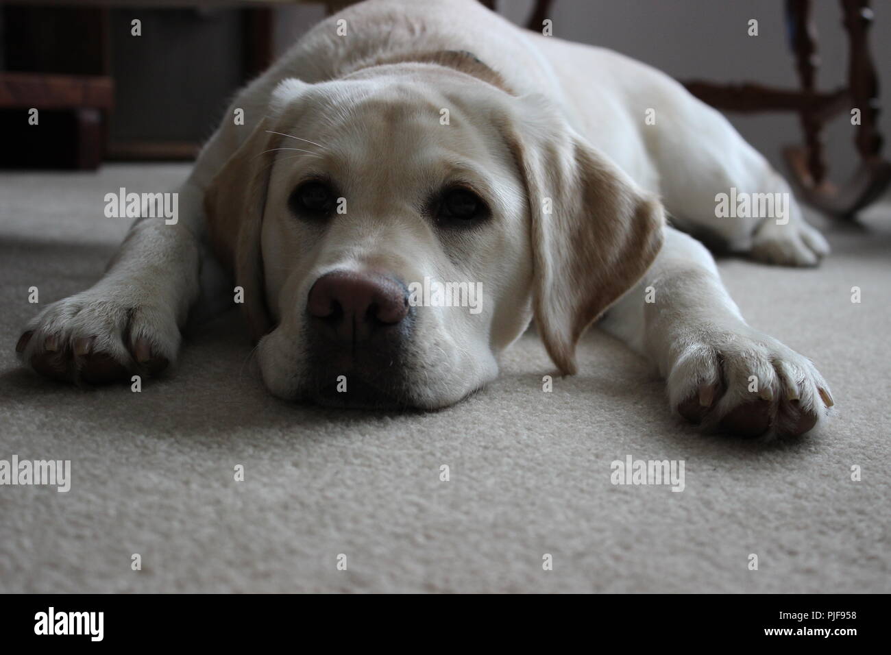 Lab paws hi-res stock photography and images - Alamy