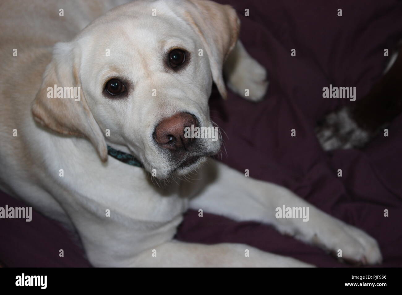 English yellow lab hi-res stock photography and images - Alamy
