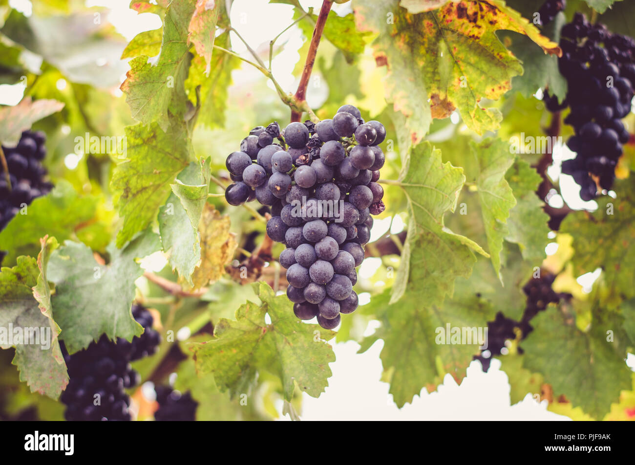 cluster of blue healthy ripe grape hang in vineyard just before ...