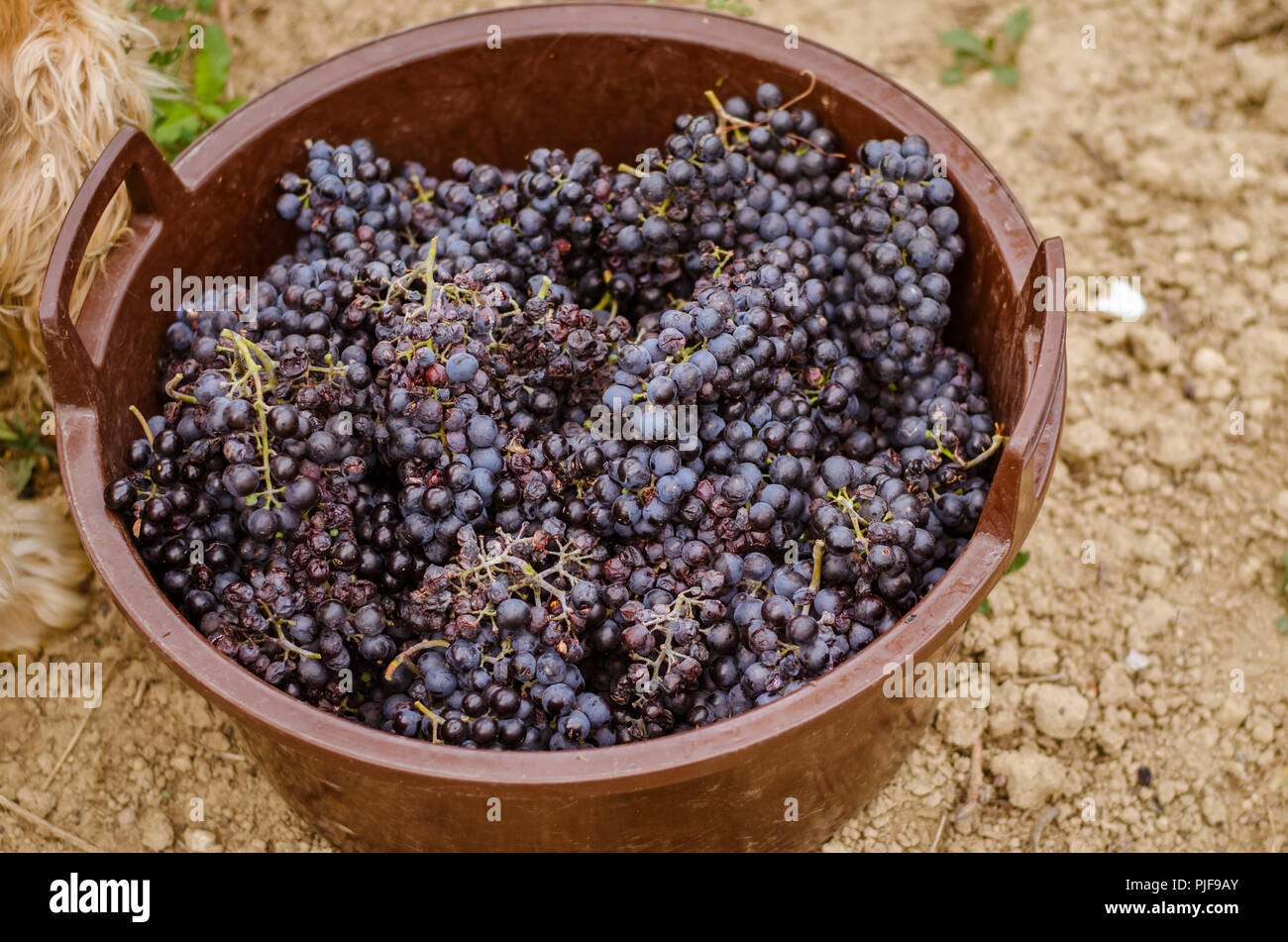 cluster of blue healthy ripe grapes after harvesting Stock Photo - Alamy