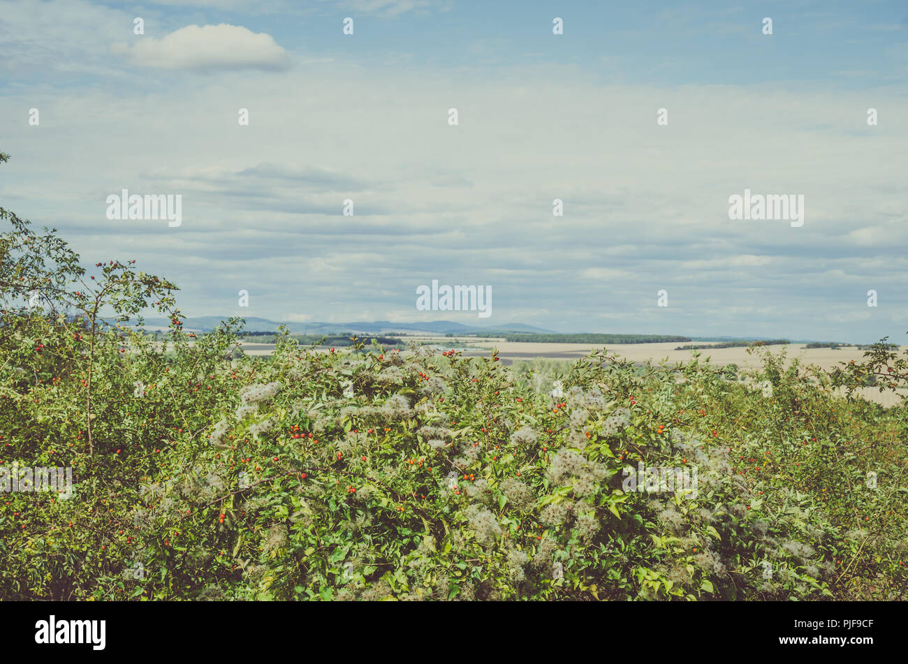 green plants and trees and blue sky in countryside Stock Photo - Alamy