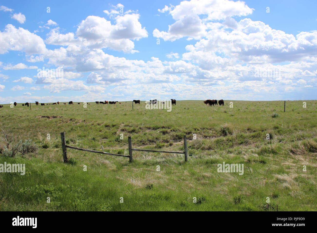 Beef cows hi-res stock photography and images - Alamy
