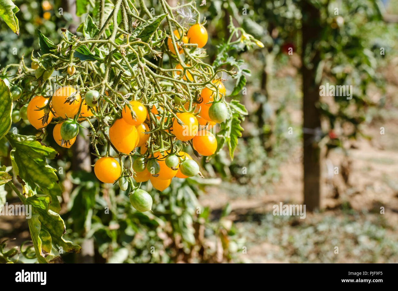 cluster of ripe yellow cherry tomatoes growing outside just before ...