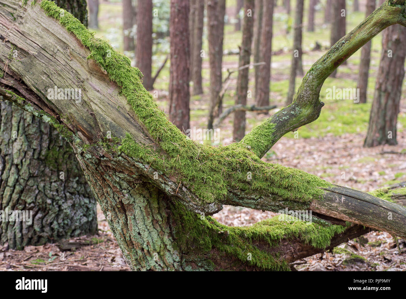 Large mossy tree branches hi-res stock photography and images - Alamy