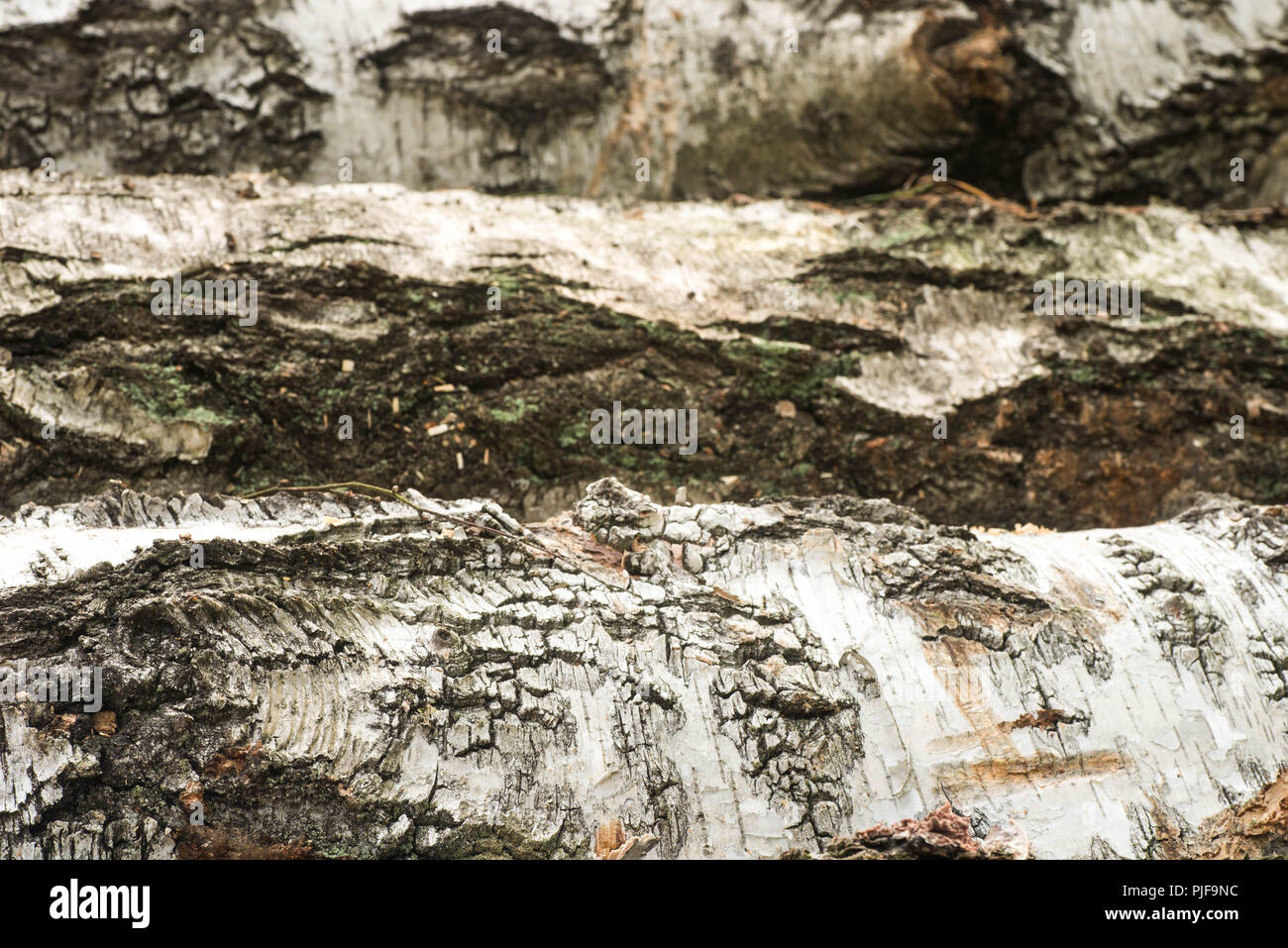 Birch log hi-res stock photography and images - Alamy