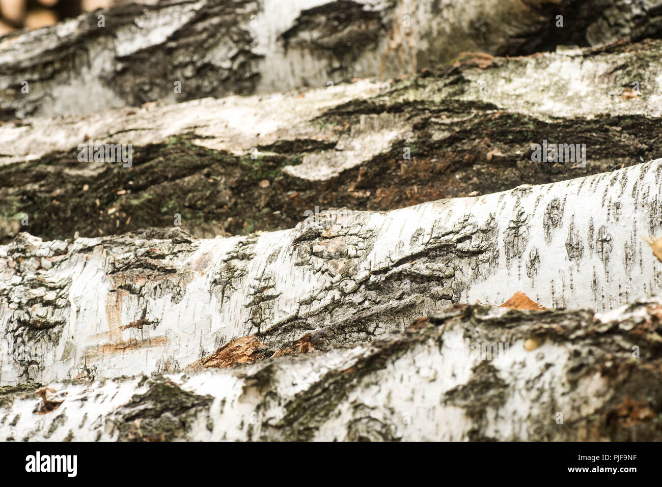 Birch log hi-res stock photography and images - Alamy