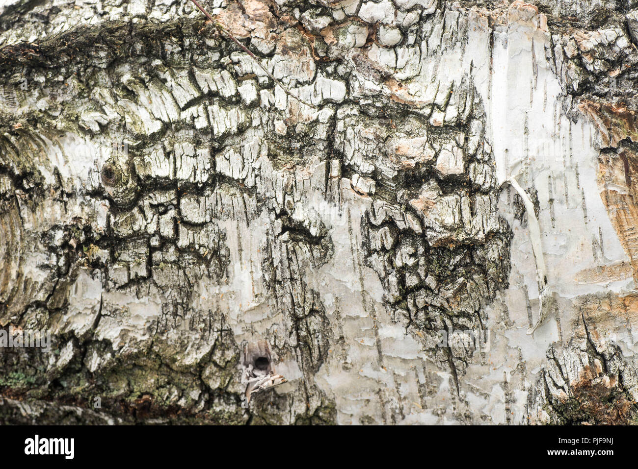 Birch log hi-res stock photography and images - Alamy