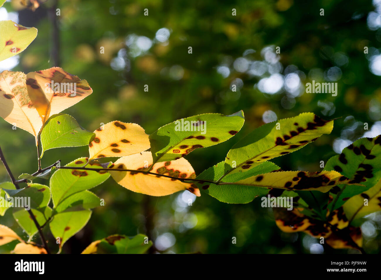First yellow leaves hi-res stock photography and images - Alamy
