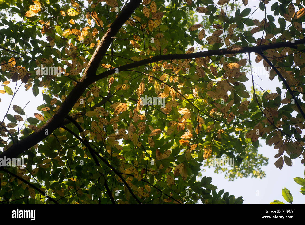 first yellow fall leaves on tree in forest Stock Photo - Alamy