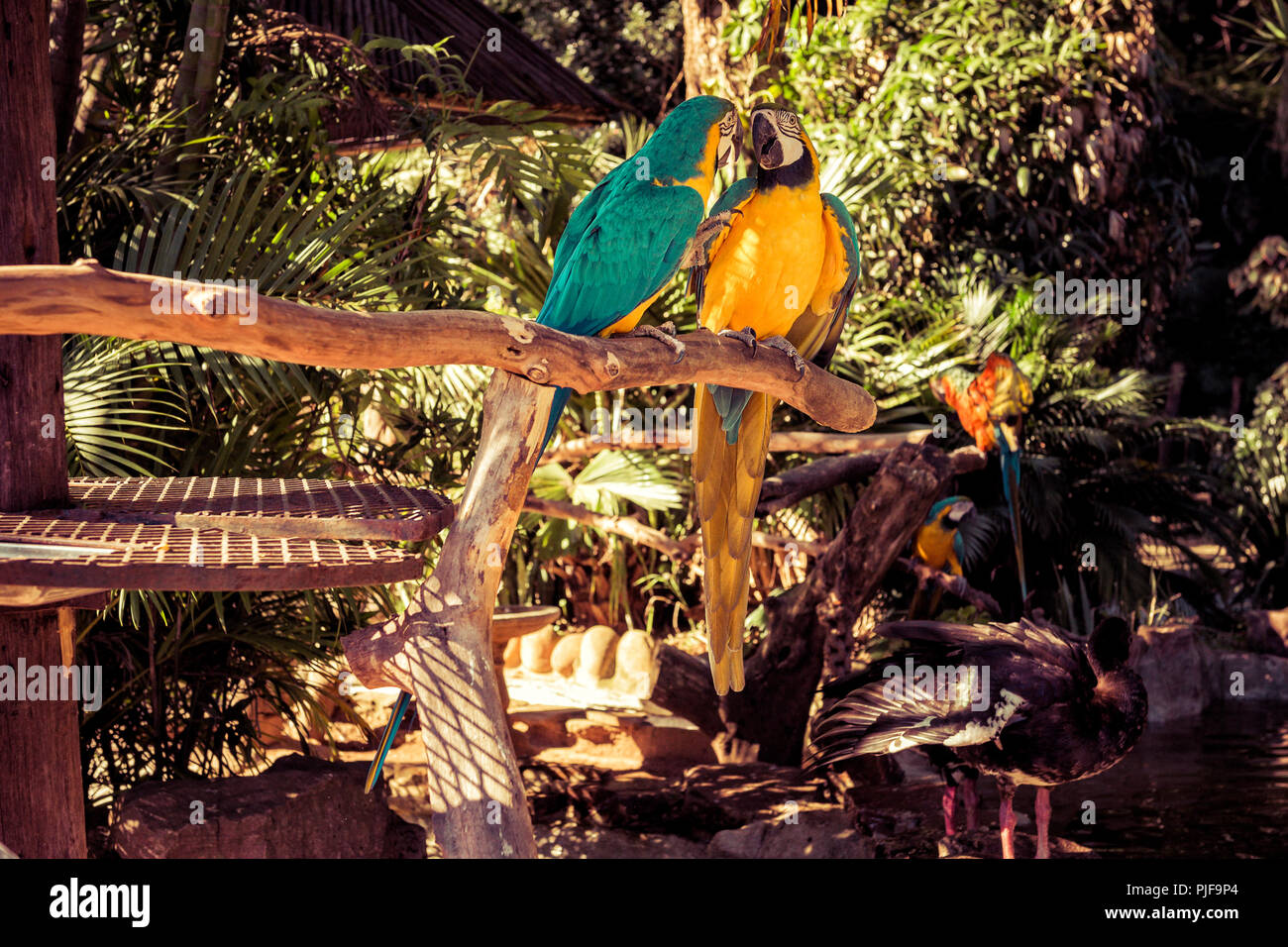 Macaw parrots hi-res stock photography and images - Alamy