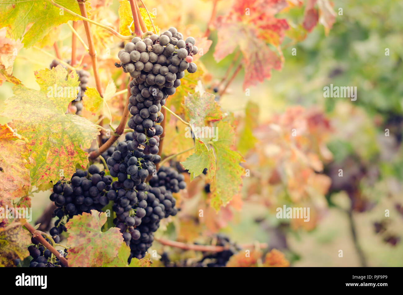 Red grapes before harvest hi-res stock photography and images - Alamy