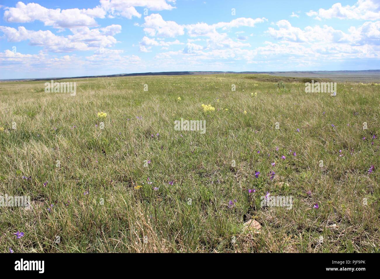 wildflowers on the prairies Stock Photo - Alamy