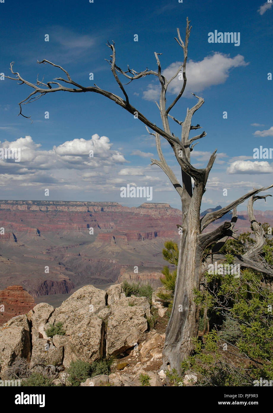 Dead pinyon tree hi-res stock photography and images - Alamy