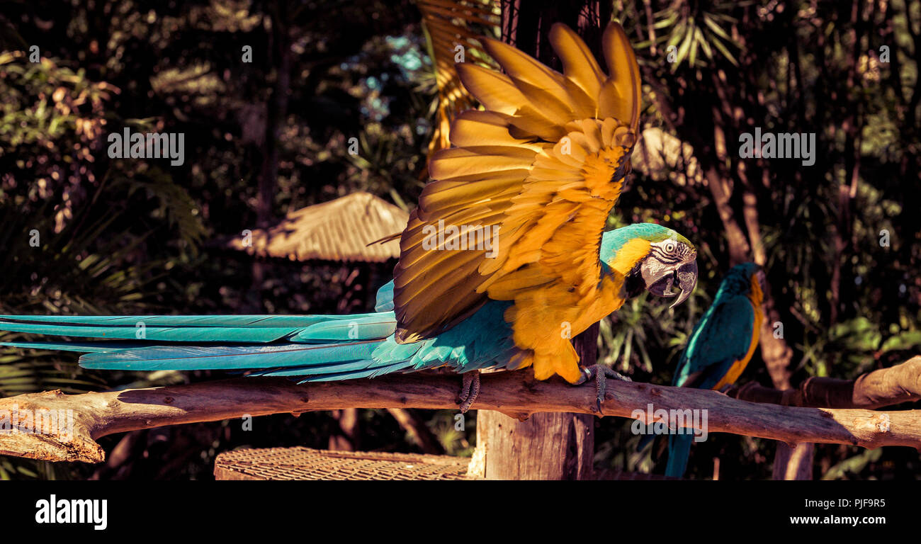 Extending wings hi-res stock photography and images - Alamy