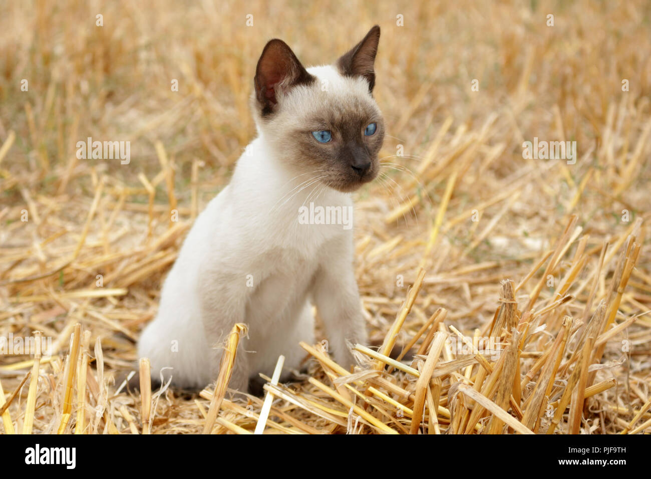 Thai cat breed hi-res stock photography and images - Alamy