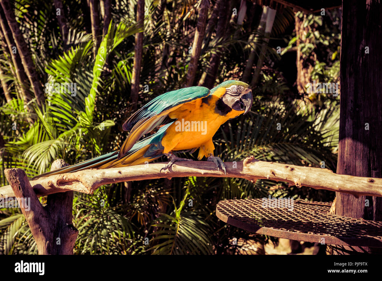 Macaws in the wild hi-res stock photography and images - Alamy