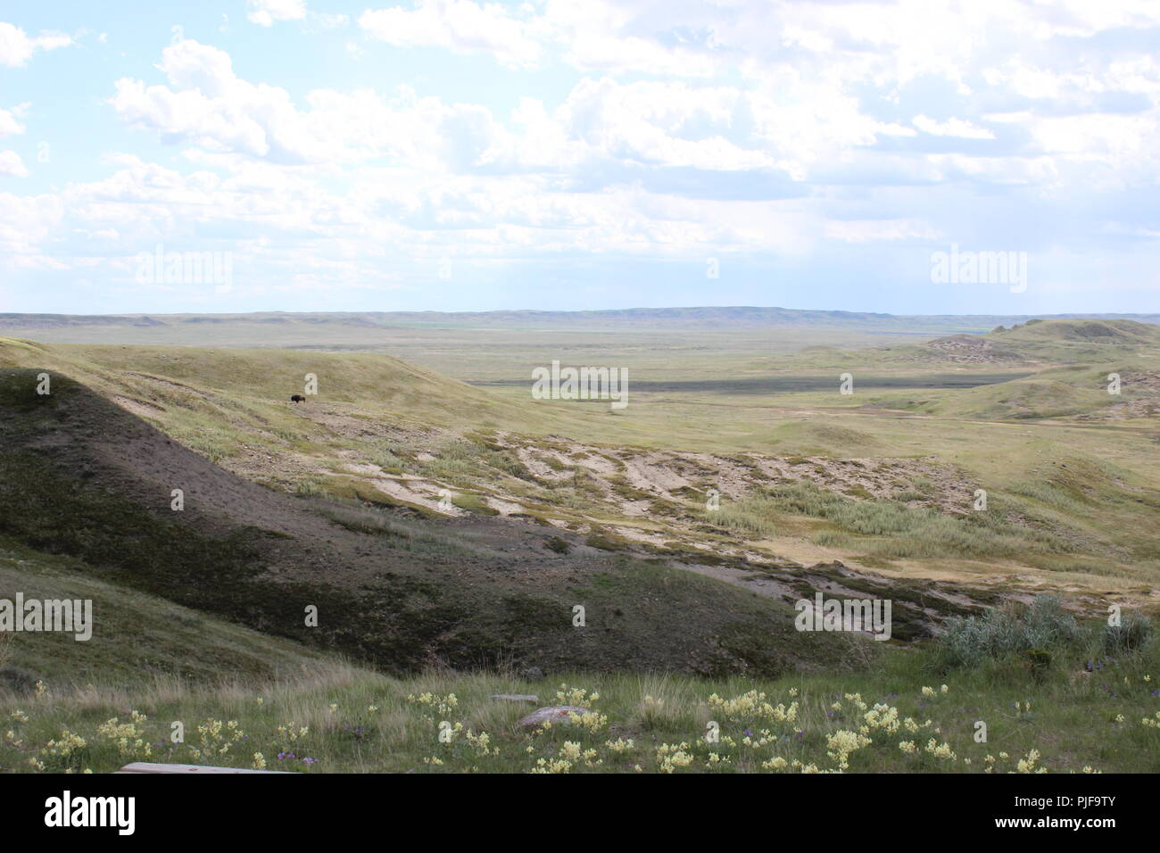 buffalo on the prairie Stock Photo - Alamy