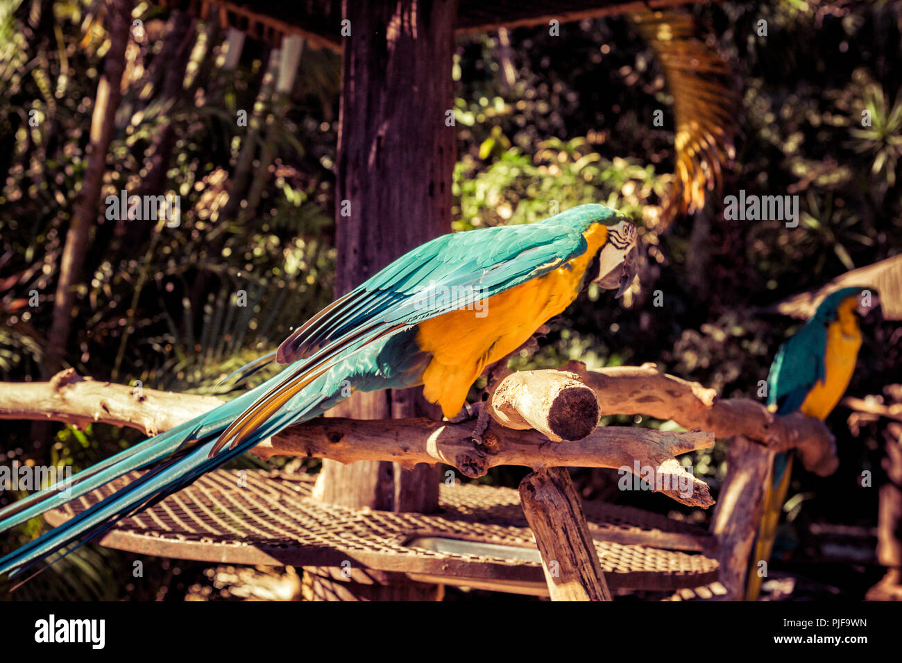 Macaws Parrots Expressing Love Stock Photo - Alamy