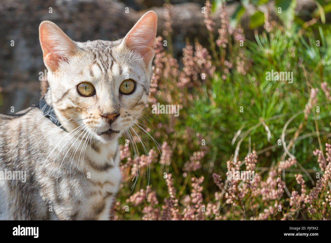 Beautiful male silver Bengal cat kitten portrait outdoors Stock Photo ...
