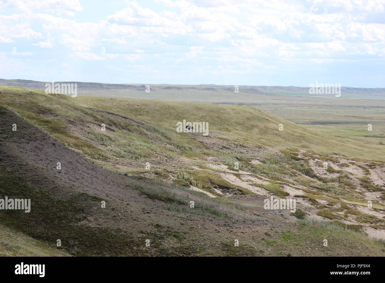 buffalo on the prairie Stock Photo - Alamy