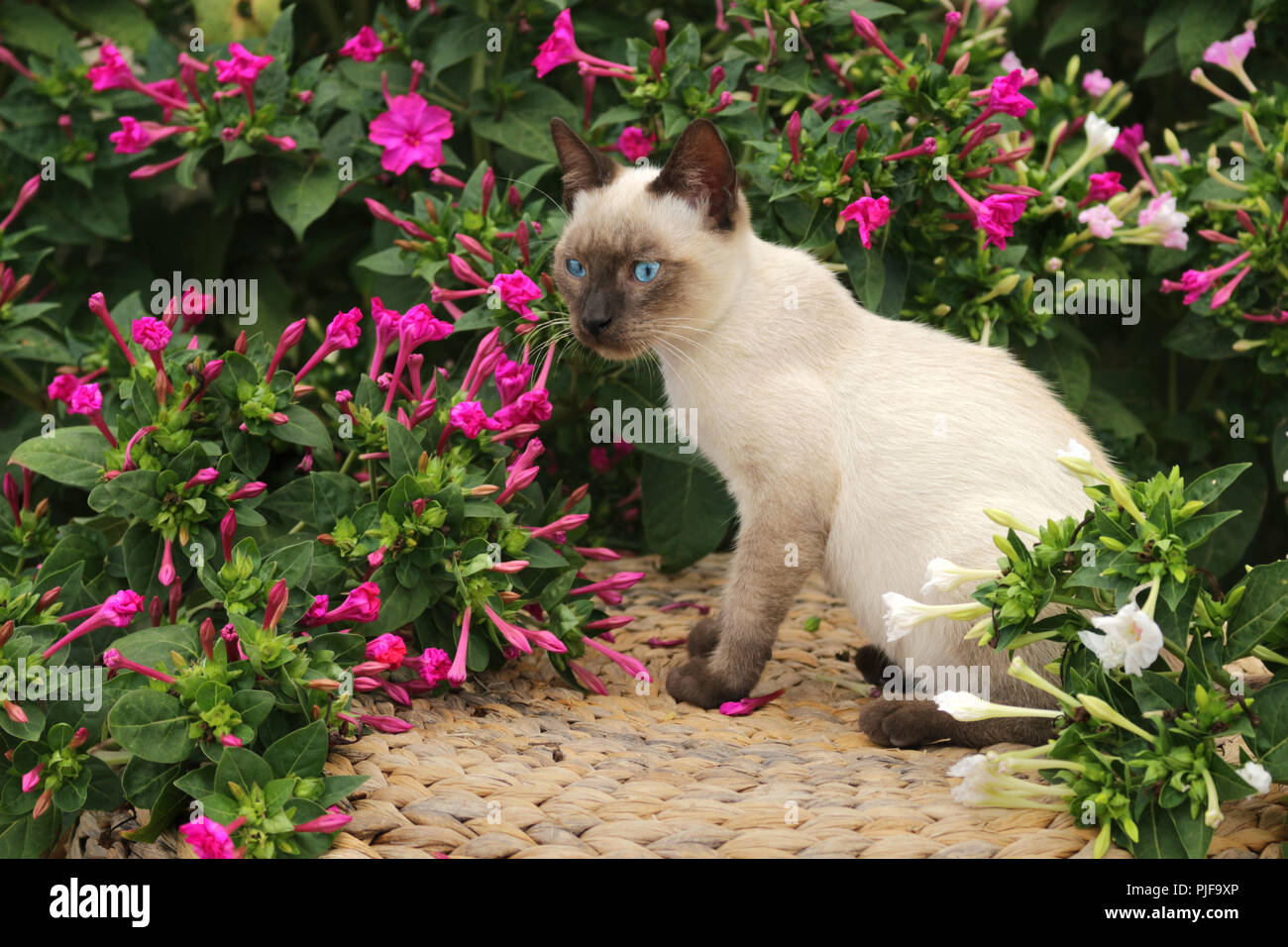 Classic siamese cat seal point hi-res stock photography and images - Alamy