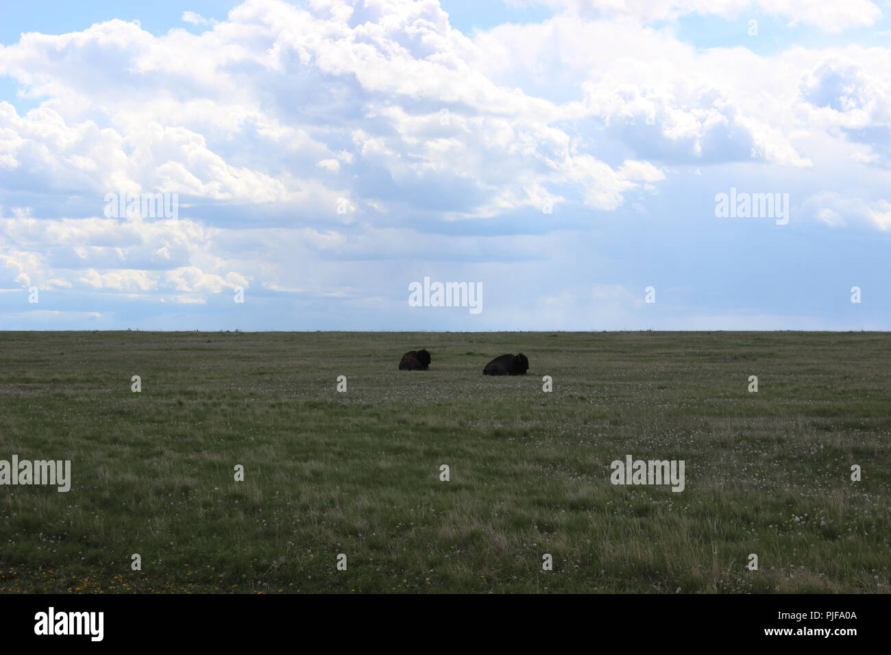 Protected prairie habitat hi-res stock photography and images - Alamy