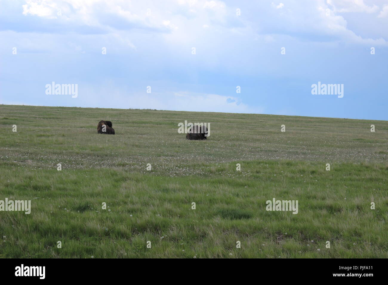 Protected prairie habitat hi-res stock photography and images - Alamy