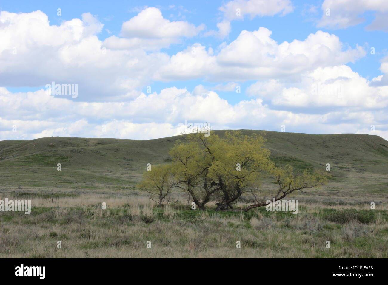 Tree in Grasslands National Park Stock Photo - Alamy