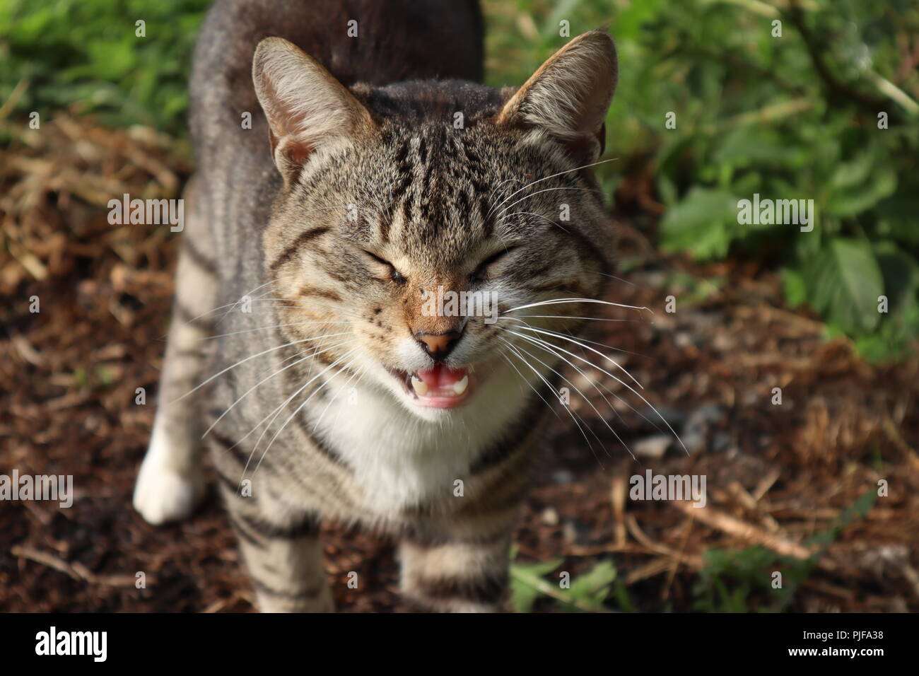 Semi-wild cat sleepy and hungry in the morning. Asking for food Stock ...