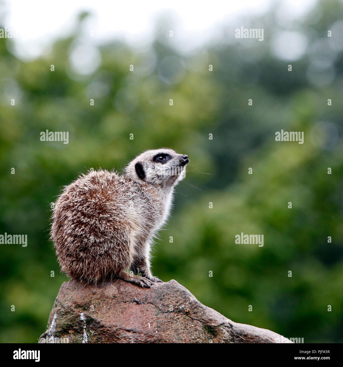 meerkat sentinel guard Stock Photo - Alamy
