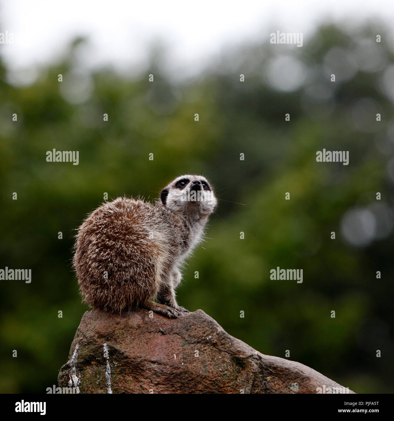 Sentinel guard hi-res stock photography and images - Alamy
