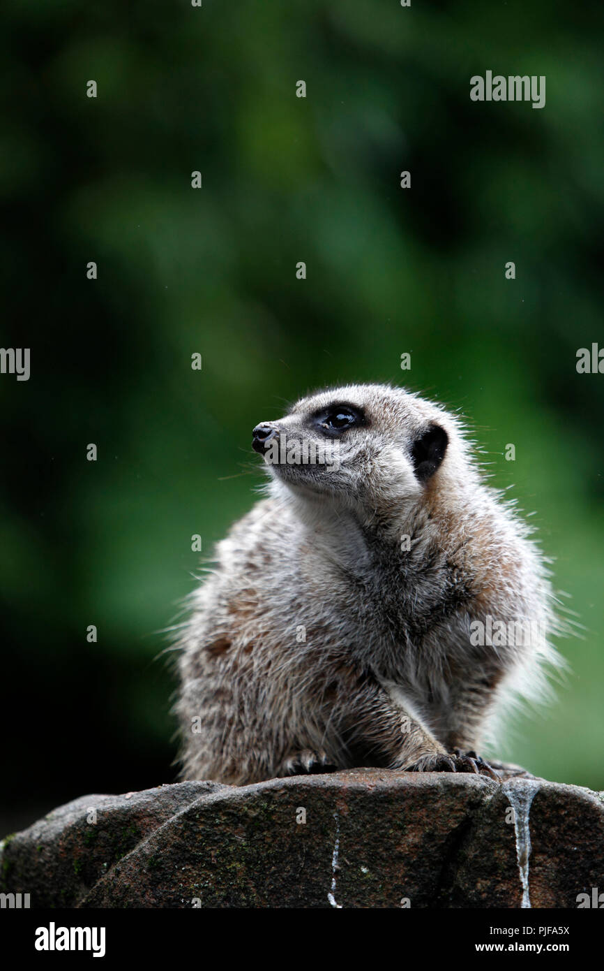 meerkat sentinel guard Stock Photo - Alamy