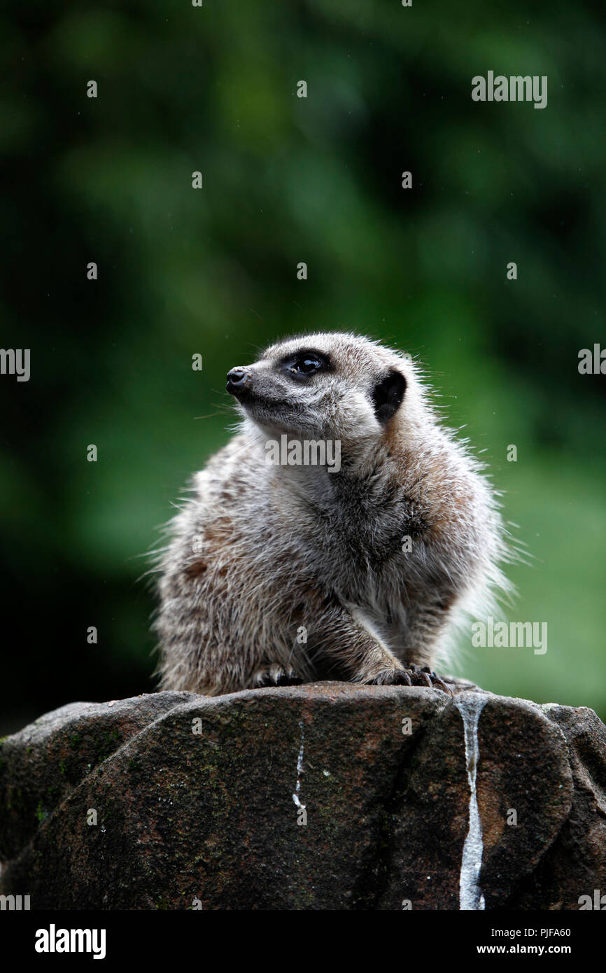 Sentry guard hi-res stock photography and images - Alamy