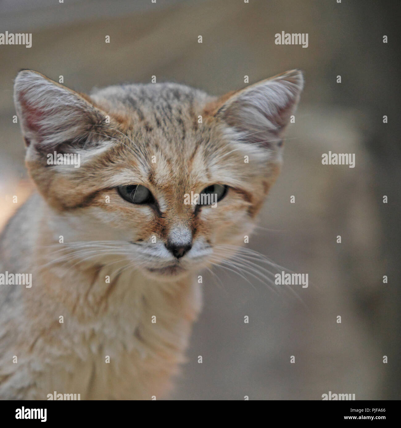 Sand cat (Felis margarita), also known as the sand dune cat Stock Photo ...