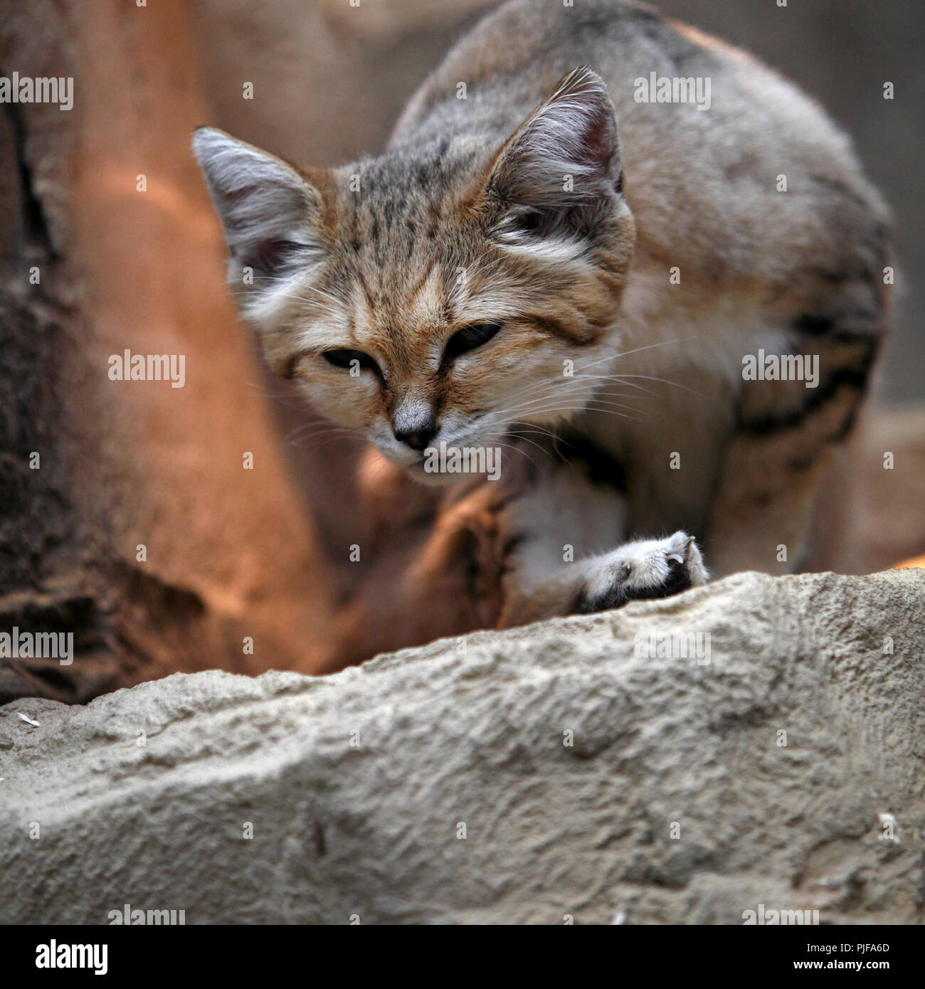 Sand Cat Felis Margarita High Resolution Stock Photography and Images ...