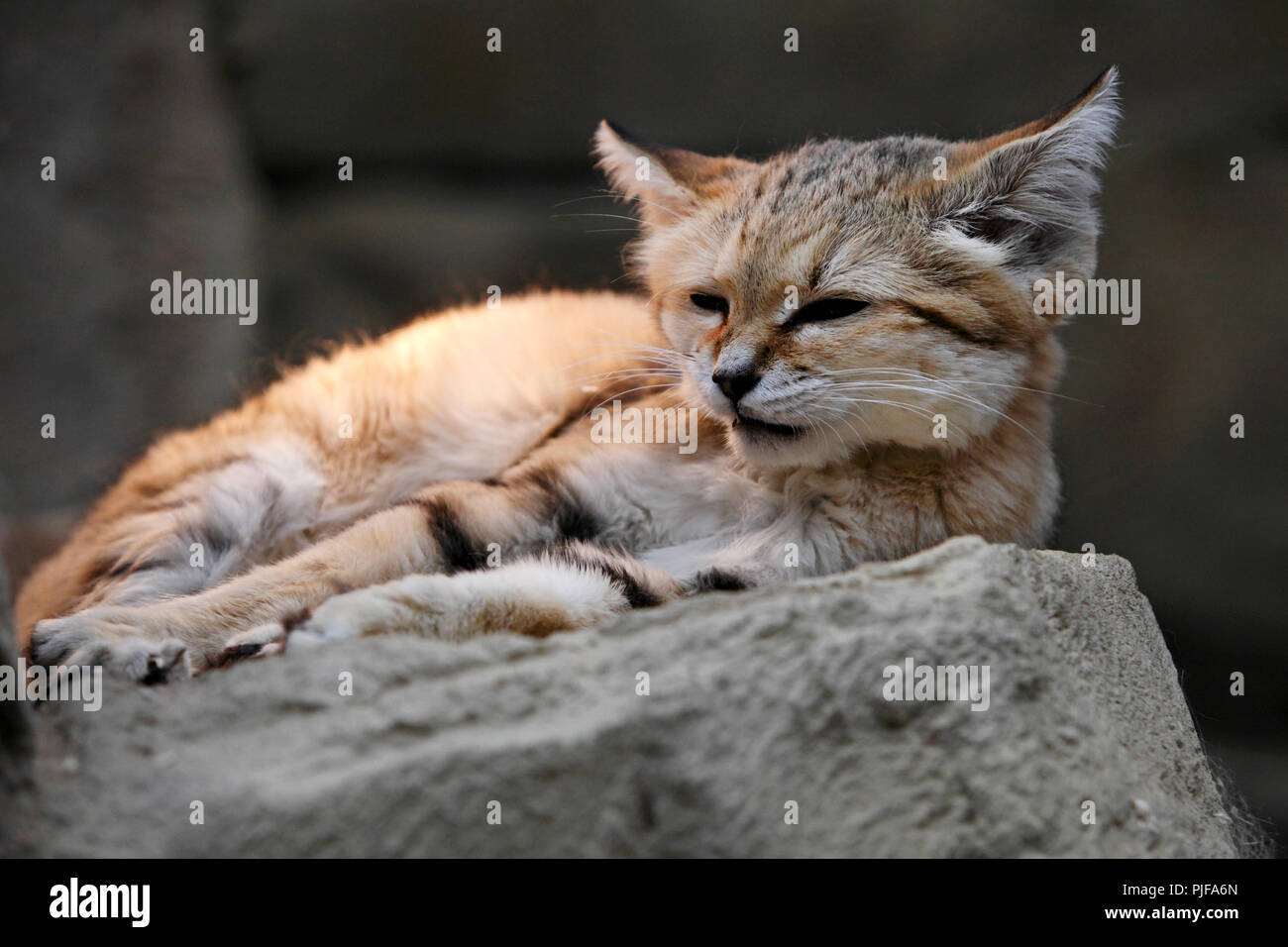 Sand cat (Felis margarita), also known as the sand dune cat Stock Photo ...