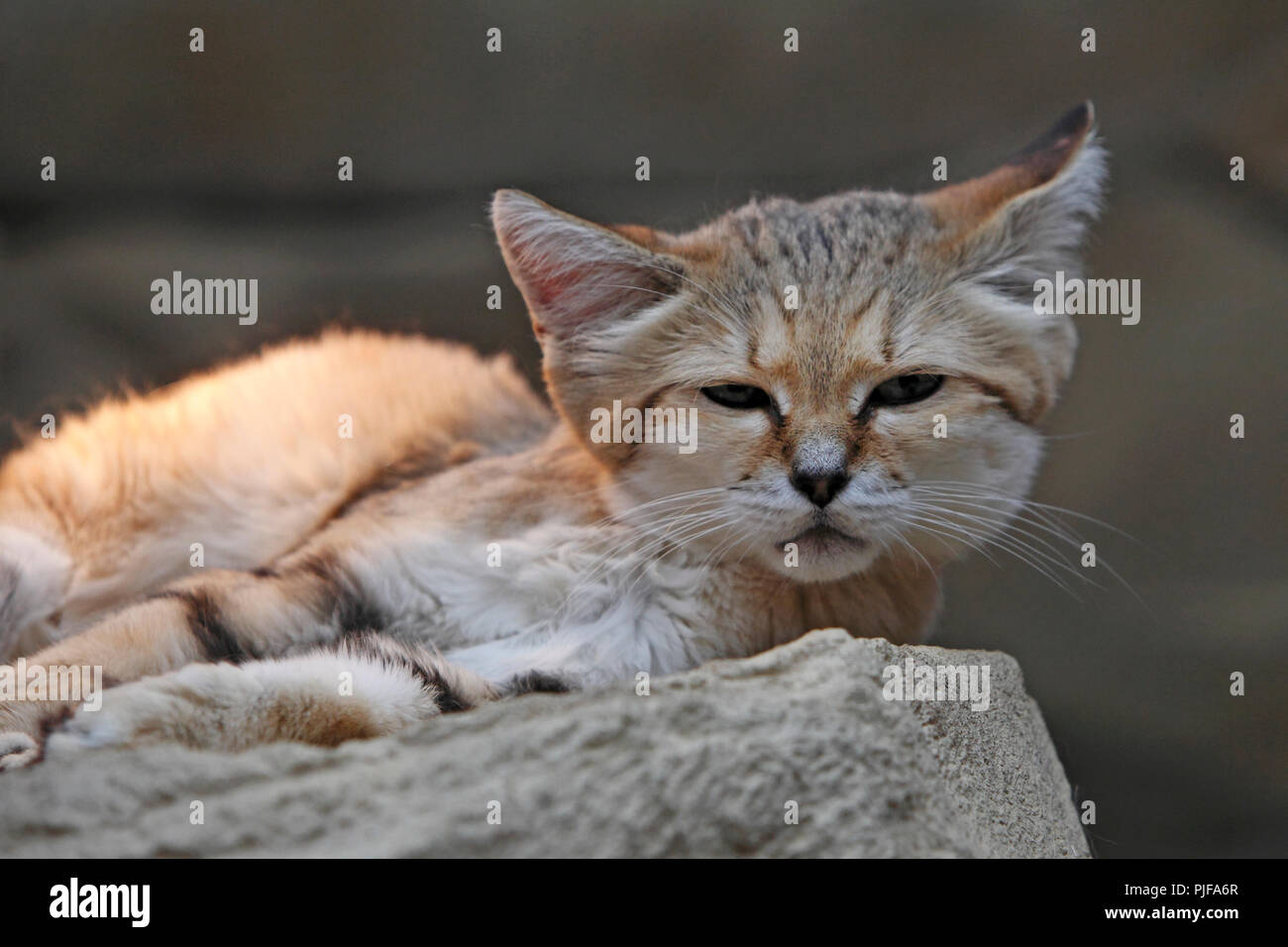 Sand cat (Felis margarita), also known as the sand dune cat Stock Photo ...