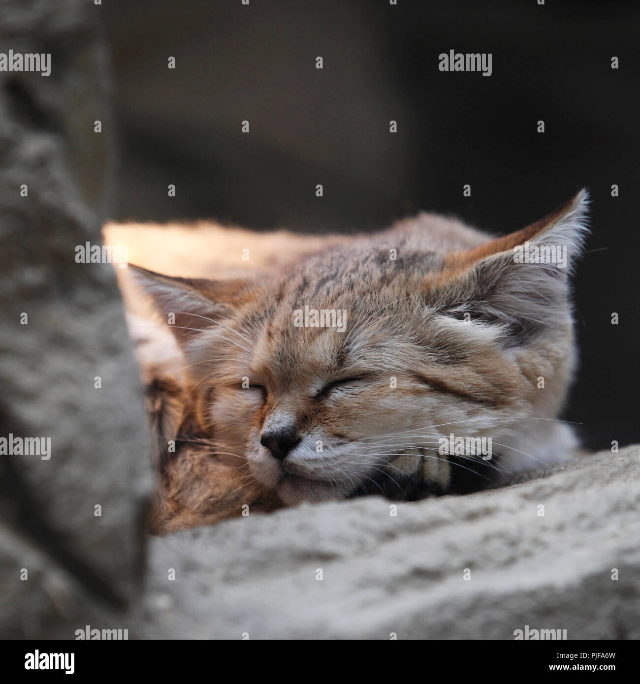 Sand cat (Felis margarita), also known as the sand dune cat Stock Photo ...
