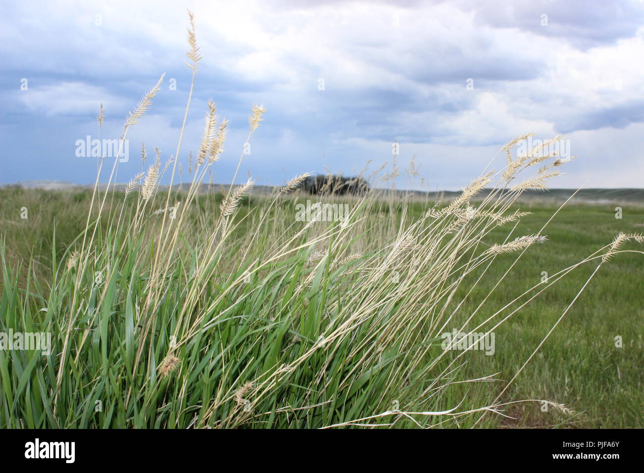 Grasslands prairies hi-res stock photography and images - Alamy