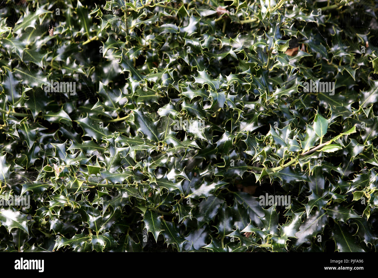 Large plant hi-res stock photography and images - Alamy