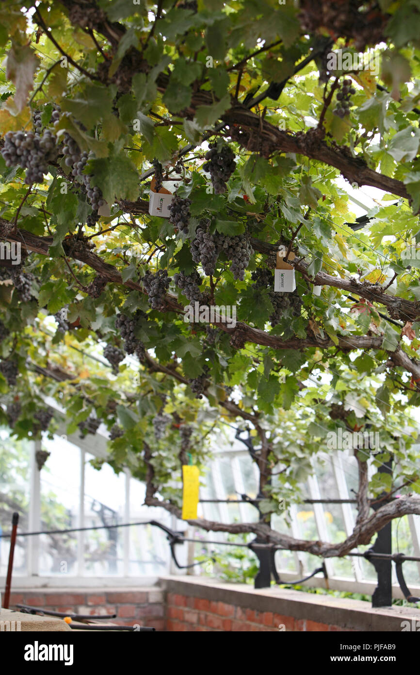 Grapevine in a greenhouse hi-res stock photography and images - Alamy
