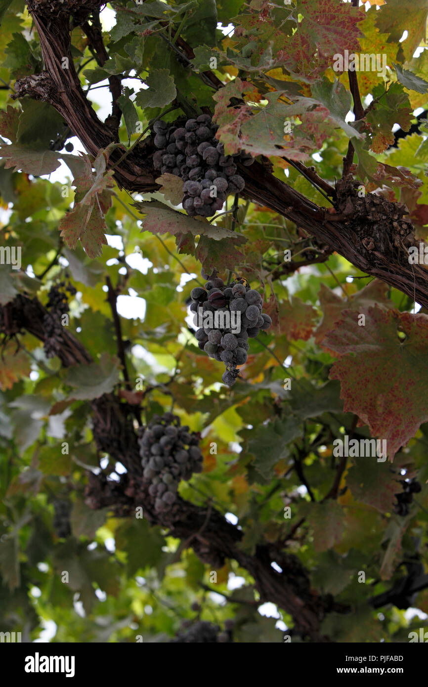 Grapevine in a greenhouse hi-res stock photography and images - Alamy
