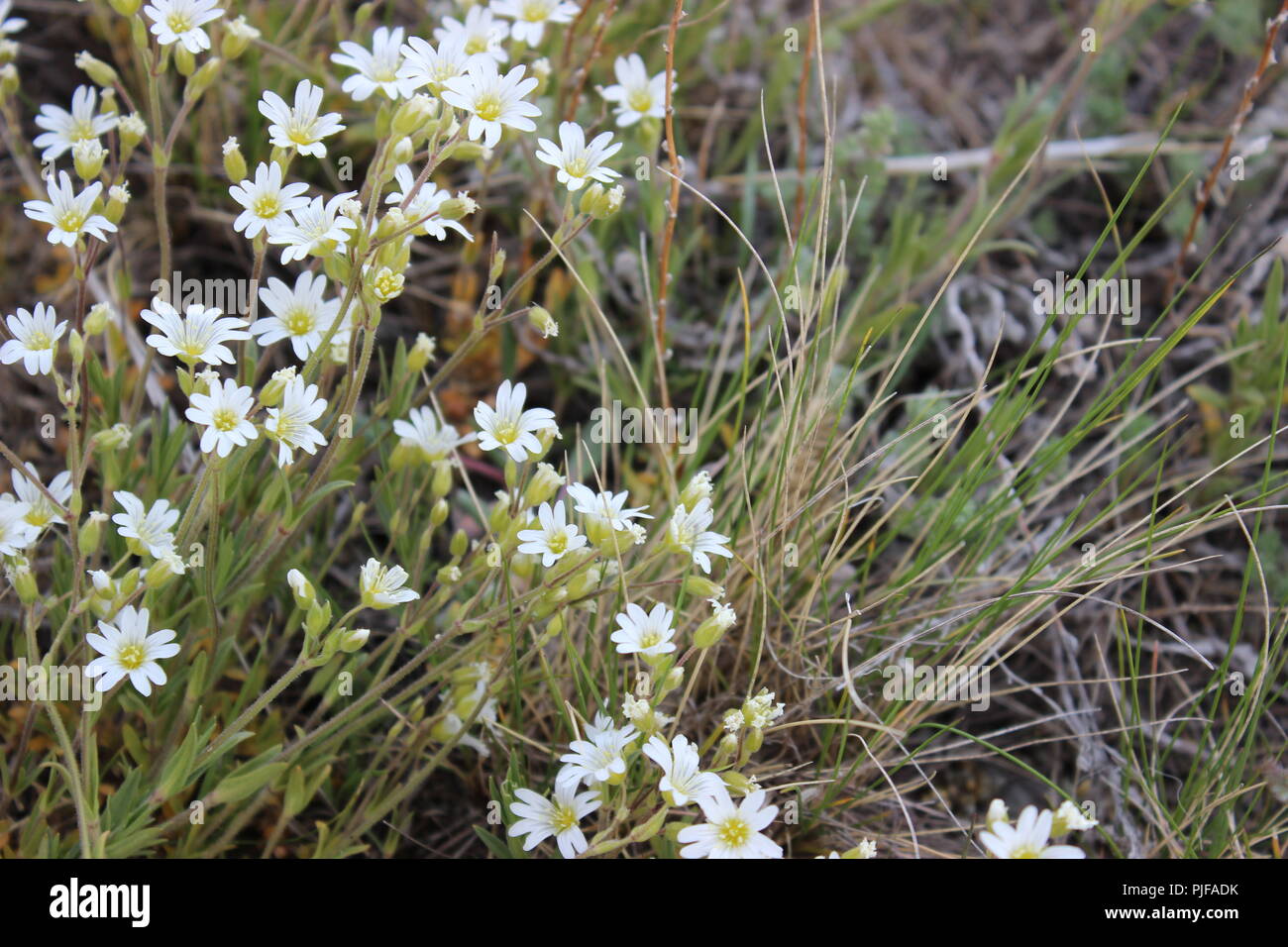 Native prairie grass hi-res stock photography and images - Alamy