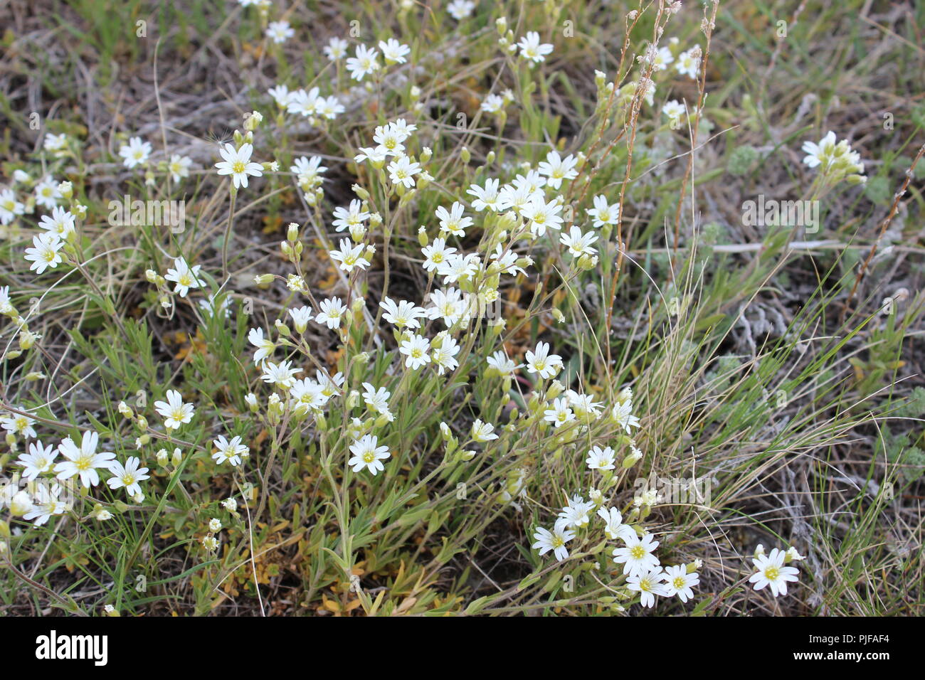 White flowers grass hi-res stock photography and images - Alamy