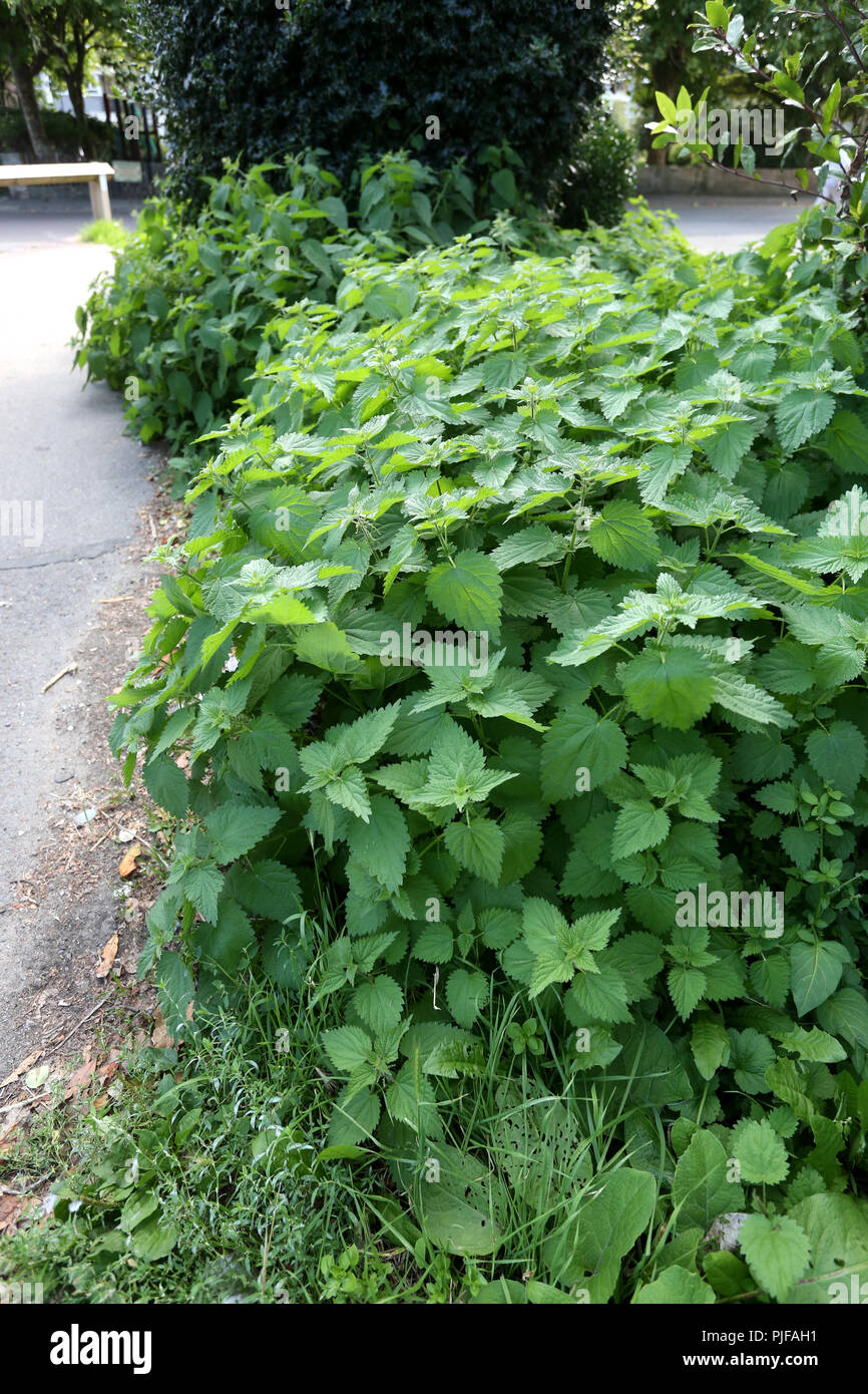 A large area of Common Nettles also known as Stinging Nettles in a car ...