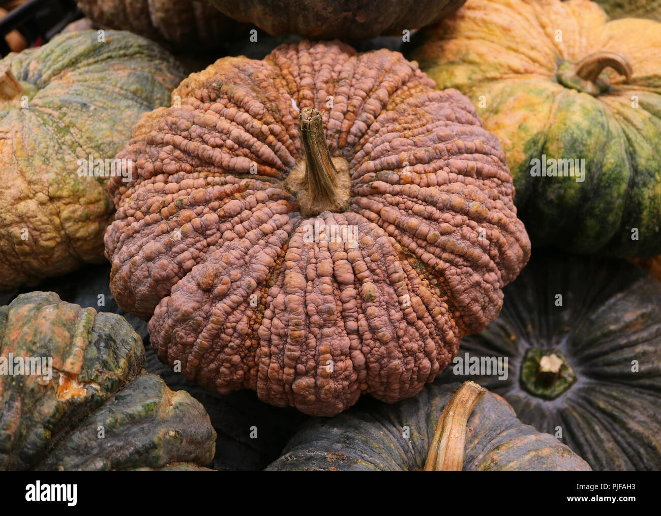 Heap of unique rough peel dark color pumpkins, Nature Texture ...